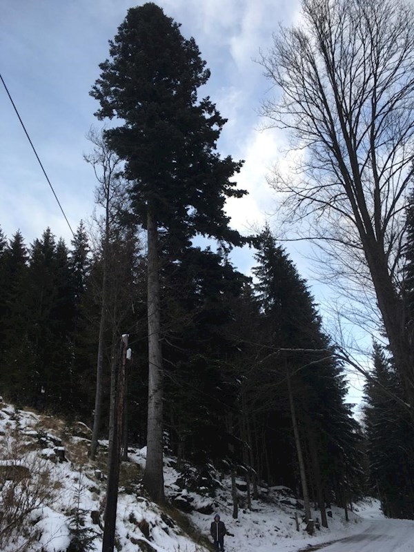 Die TANNE...2. - 11.1.